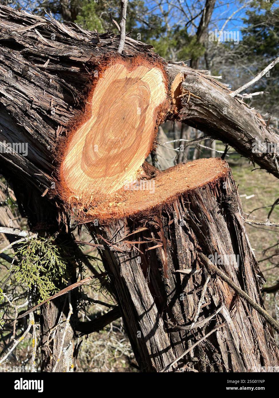 Ashe juniper (Juniperus ashei), Plantae, Hummingbird Ln, Temple, TX, US ...