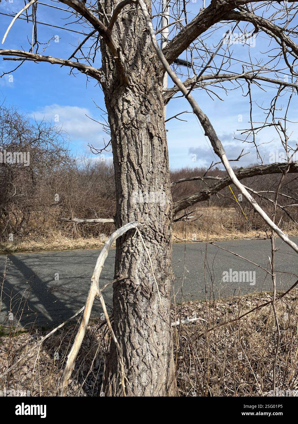 Eastern Cottonwood (Populus deltoides), Plantae, McBride Rd, Wales, MA ...