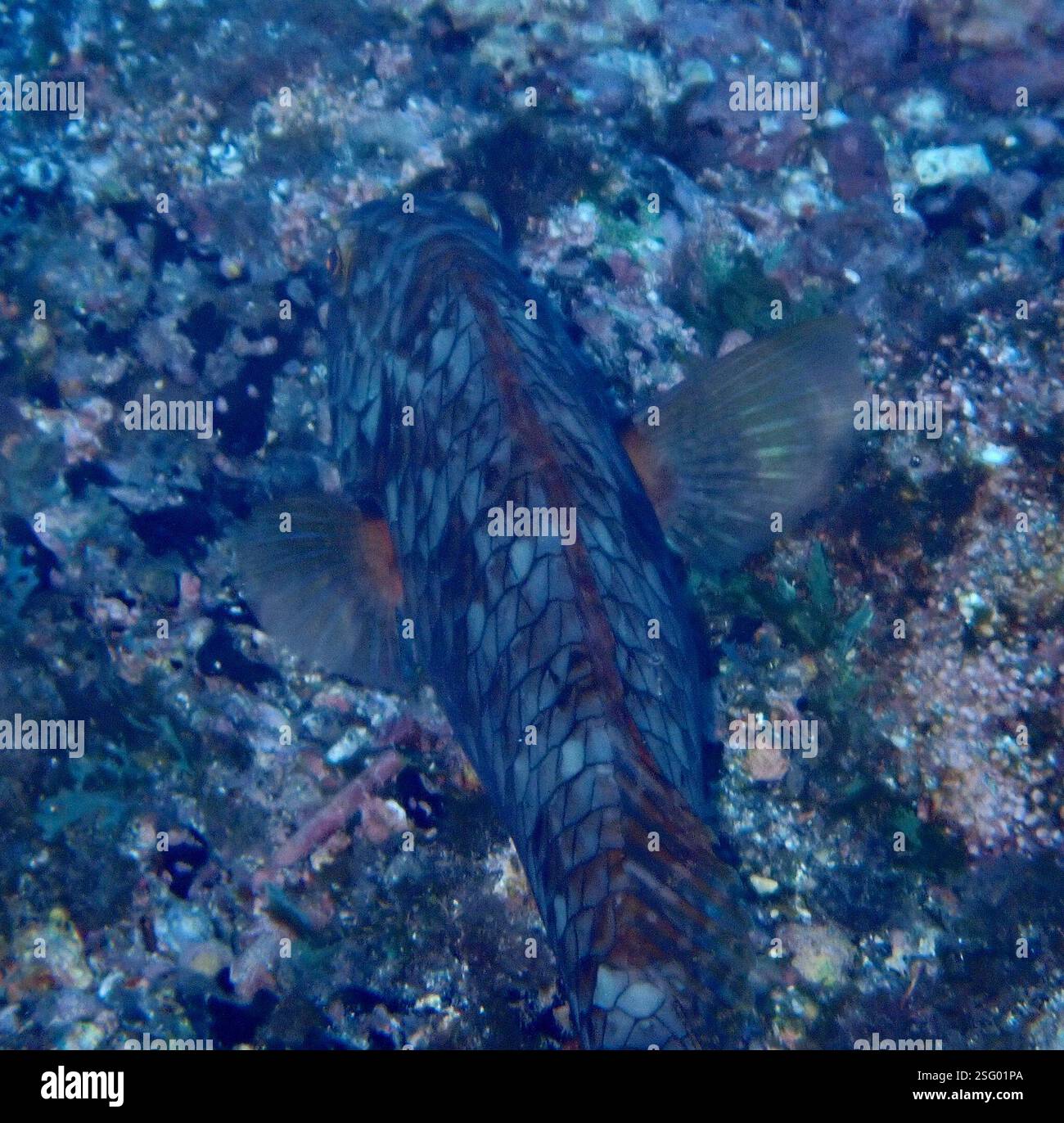 (Sparisoma), Actinopterygii, Baía Entre Picos, Cape Verde, CV Stock ...