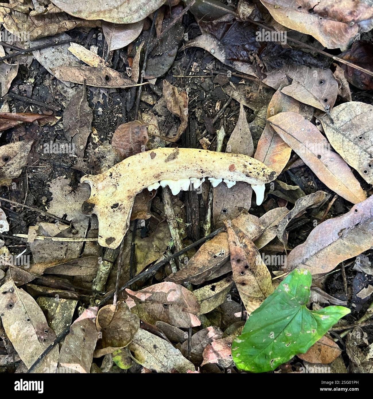 Carnivorans (Carnivora), Mammalia, Copan Ruinas, Copán, HN Stock Photo ...