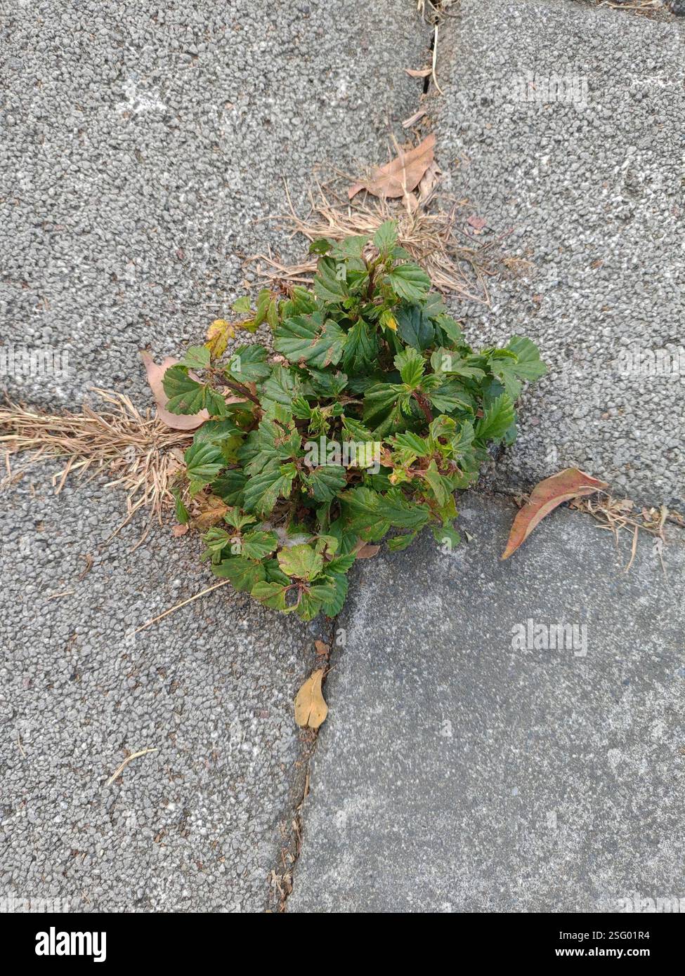 three-lobe false mallow (Malvastrum coromandelianum), Plantae, 830 ...