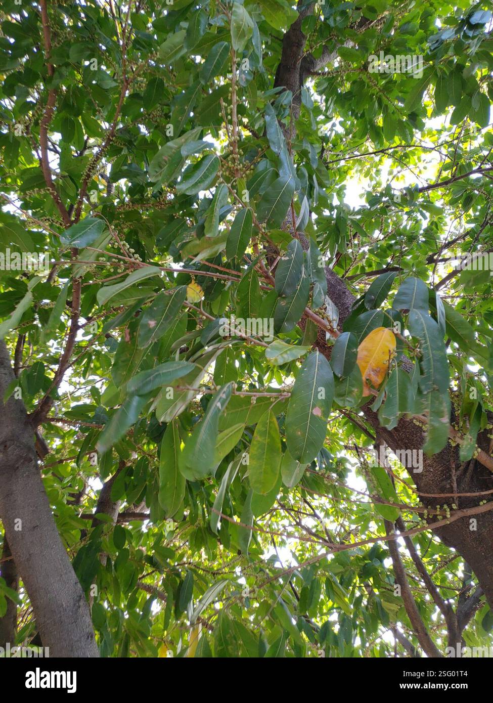 Japanese Superb Fig (Ficus subpisocarpa), Plantae, 830, Taiwan ...