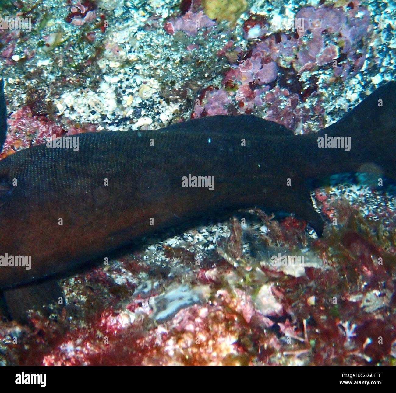 Greater Soapfish (Rypticus saponaceus), Actinopterygii, Baía Entre ...