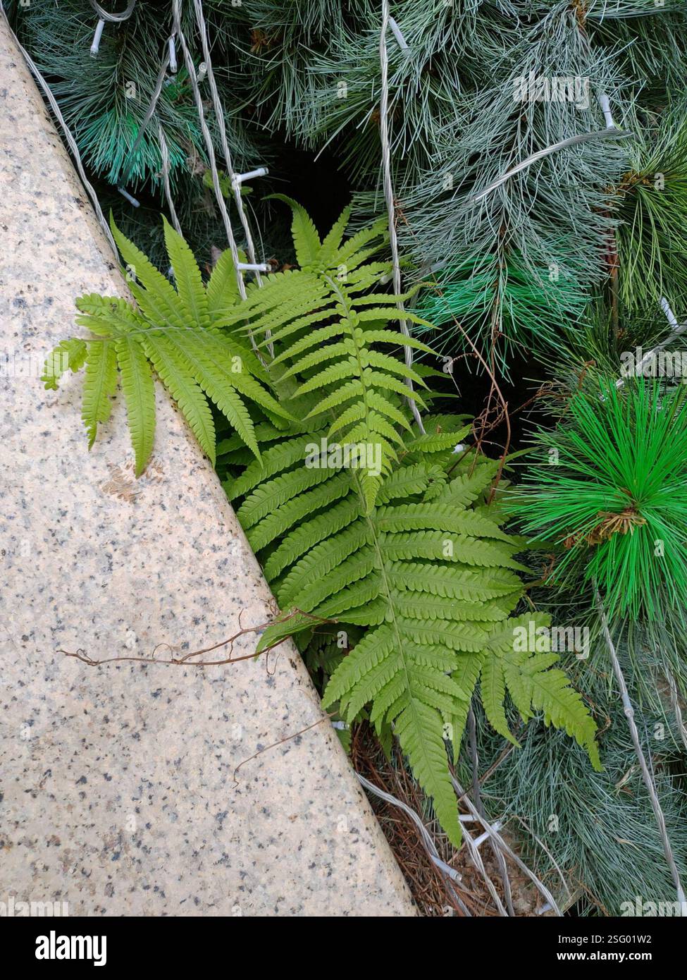 Parasitic Tri-vein Fern (Christella parasitica), Plantae, 806, Taiwan ...
