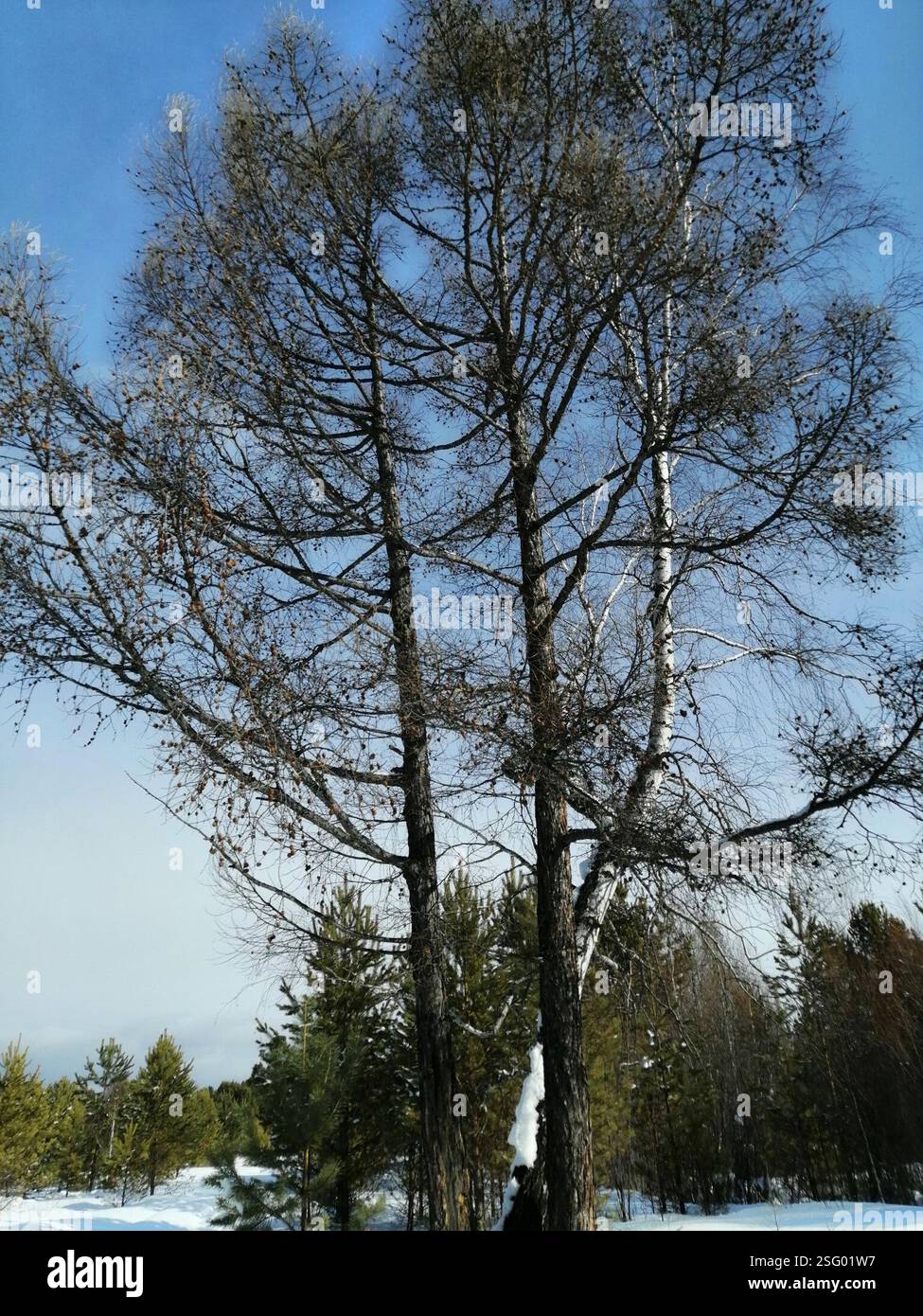 Siberian larch (Larix sibirica), Plantae, Октябрьский, Иркутская обл ...