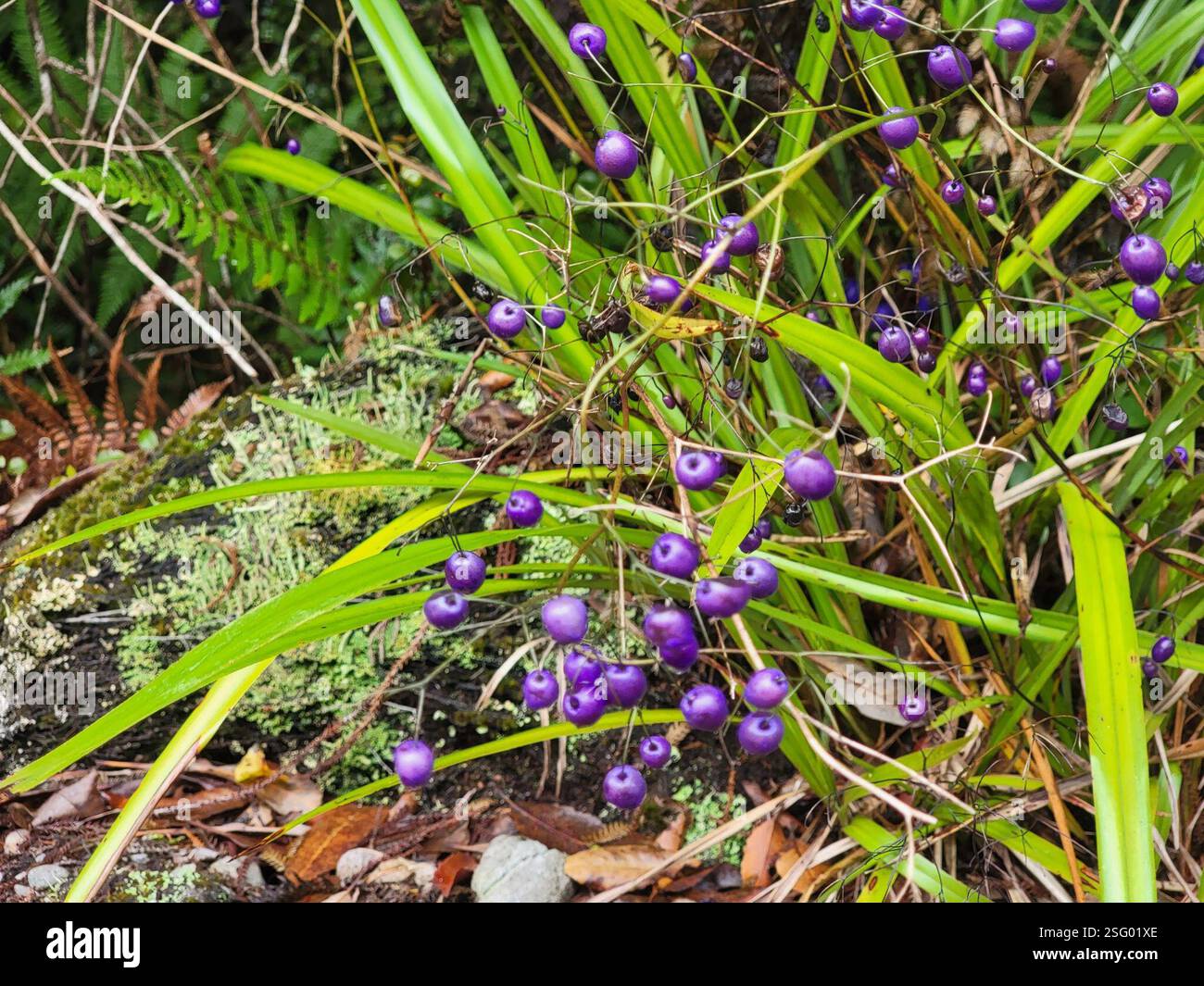 Ink Berry (Dianella nigra), Plantae, Kumara, New Zealand Stock Photo ...
