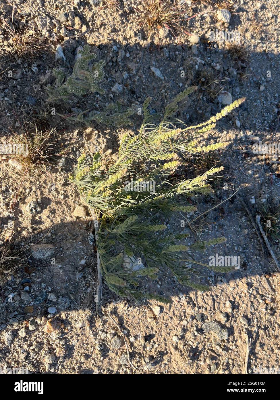 lineleaf whitepuff (Oligomeris linifolia), Plantae, Coronet Ave ...