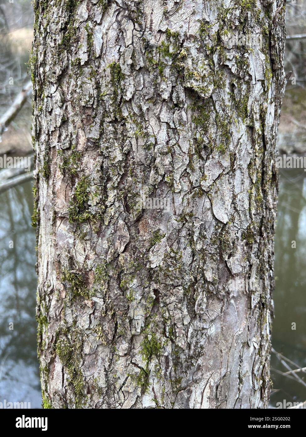Winged Elm (Ulmus alata), Plantae, Eno River, Efland, NC, US Stock ...