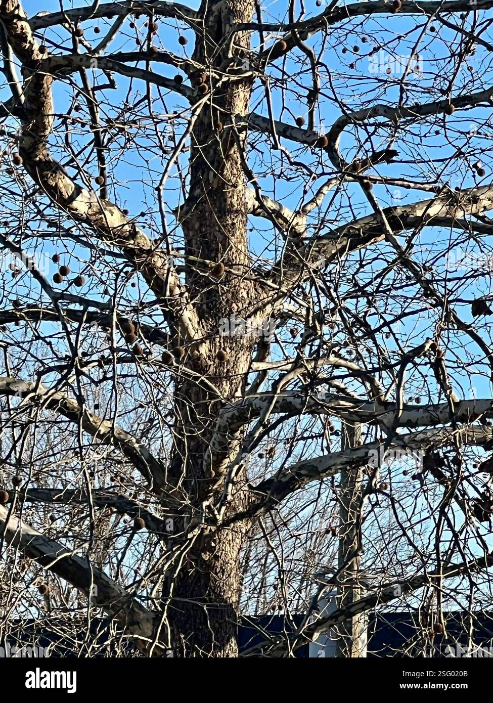 American sycamore (Platanus occidentalis), Plantae, Middle St ...