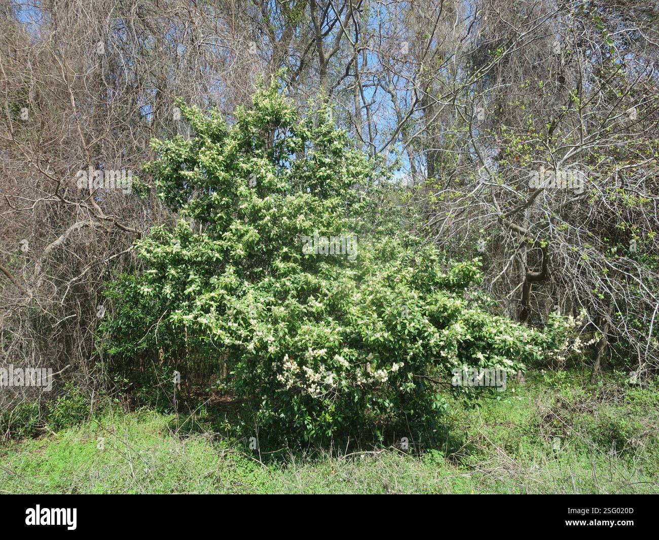 Carolina laurelcherry (Prunus caroliniana), Plantae, Windsor Forest ...