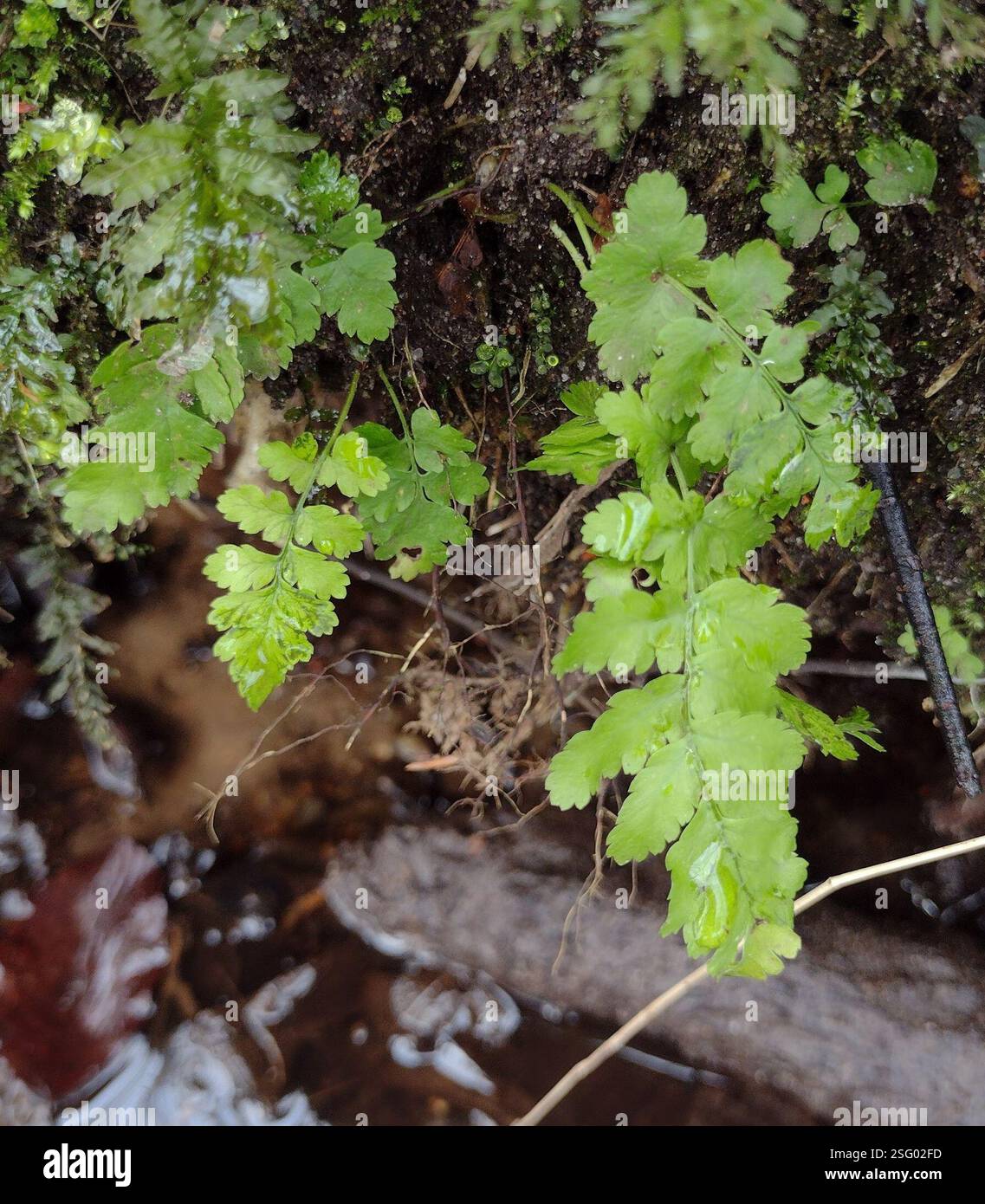 ferns (Polypodiopsida), Plantae, 80-328 Gdańsk, Polska, In marsh area ...