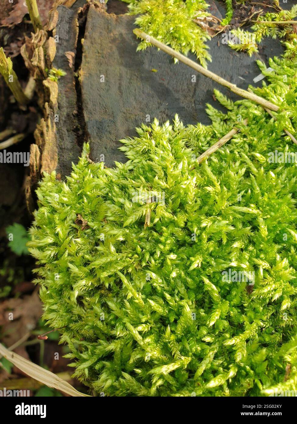 Rough-stalked Feather-moss (Brachythecium rutabulum), Plantae, Dumfries ...