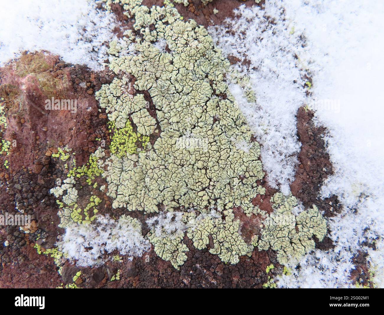 rim lichens, disc lichens, and allies (Lecanoraceae), Fungi, Summit ...