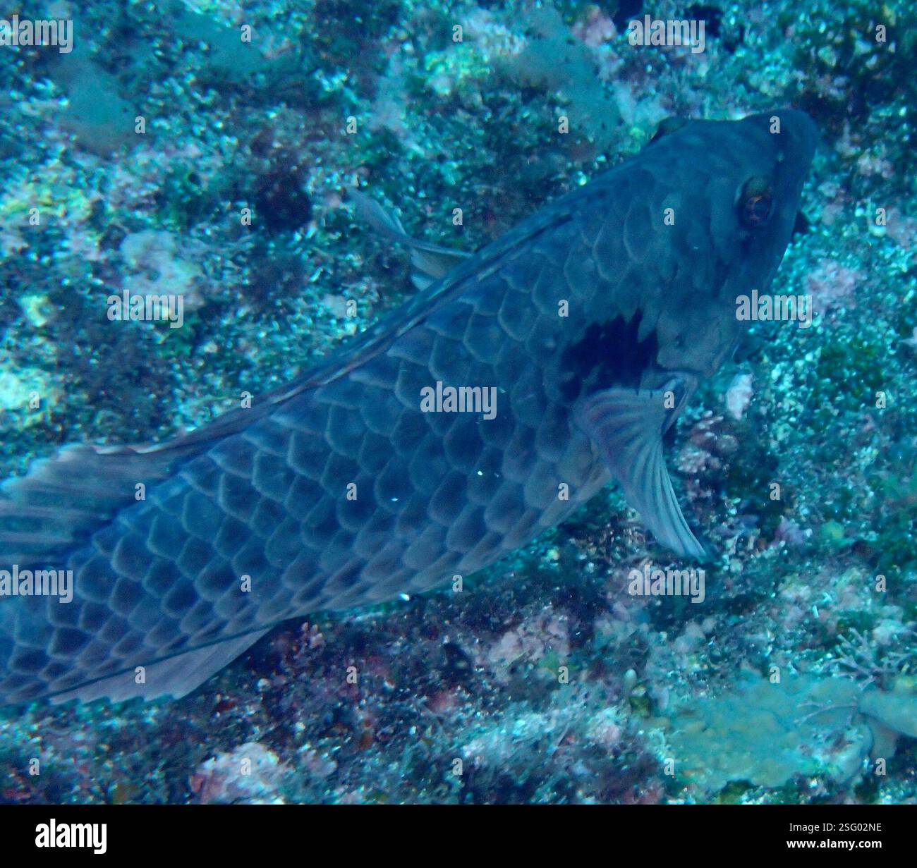 European Parrotfish (Sparisoma cretense), Actinopterygii, São Vicente ...