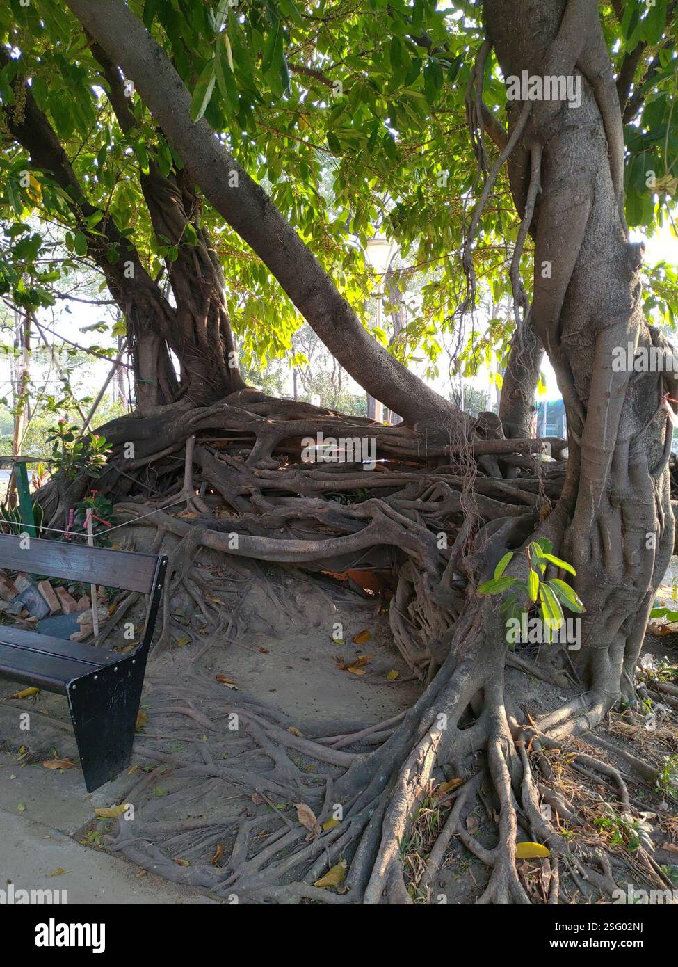 Japanese Superb Fig (Ficus subpisocarpa), Plantae, 830, Taiwan ...