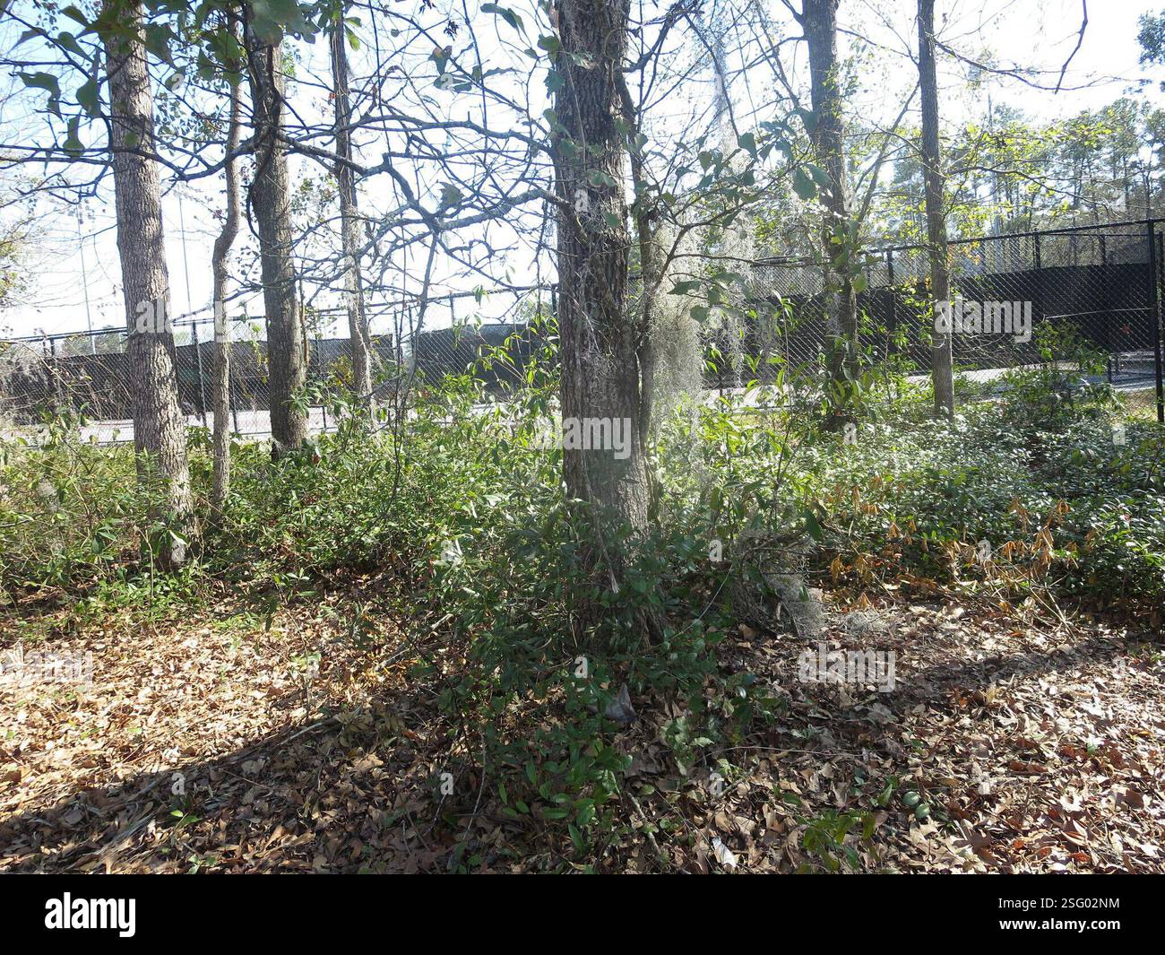 water oak (Quercus nigra), Plantae, Windsor Forest, Savannah, GA, USA ...