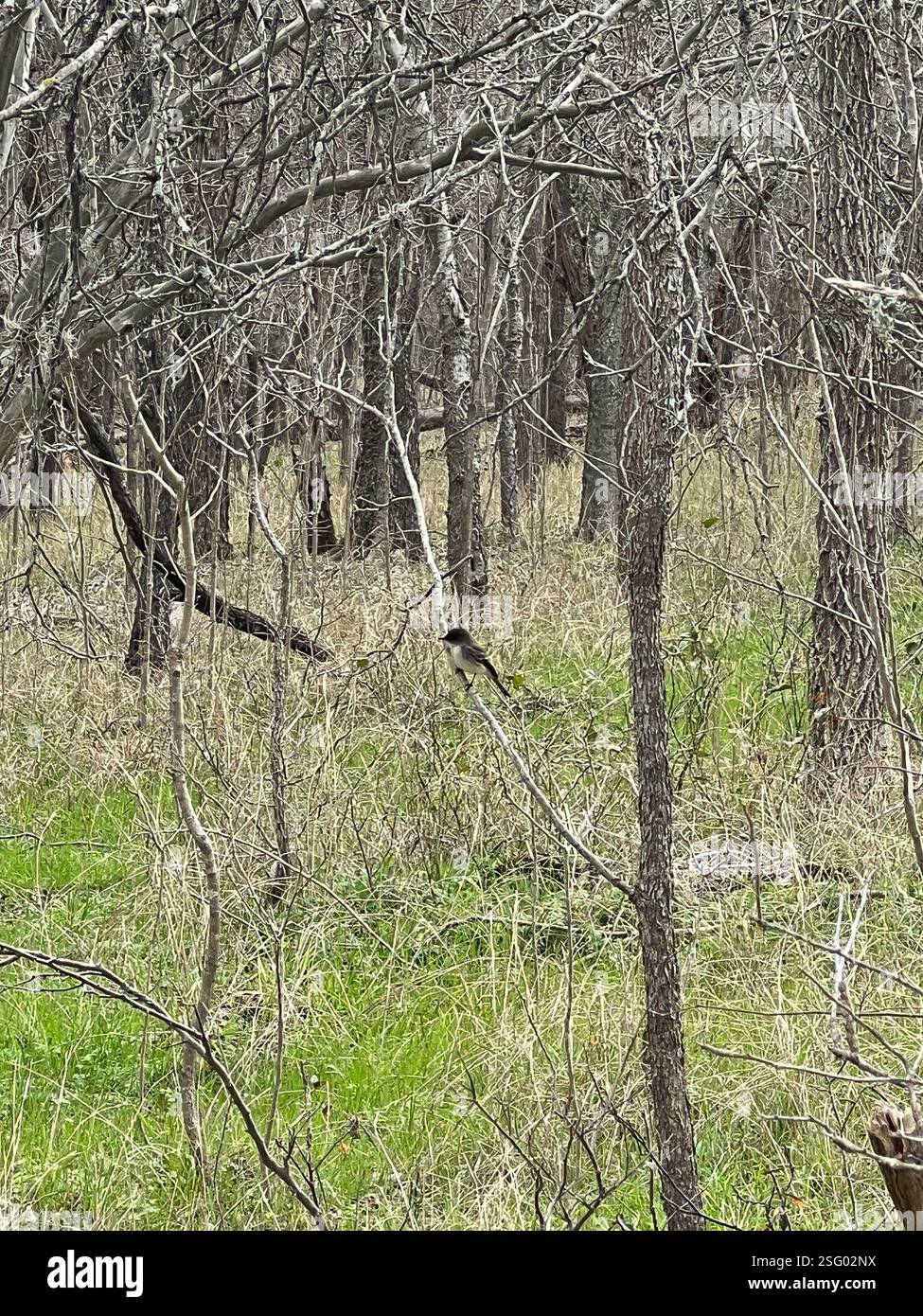 Eastern Phoebe (Sayornis phoebe), Aves, Thaxton Rd, Austin, TX, US ...