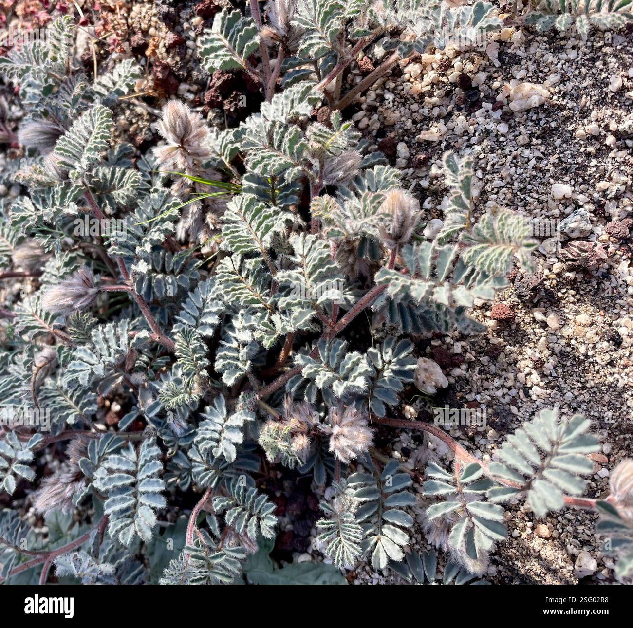 soft prairie clover (Dalea mollissima), Plantae, Santa Rosa and San ...