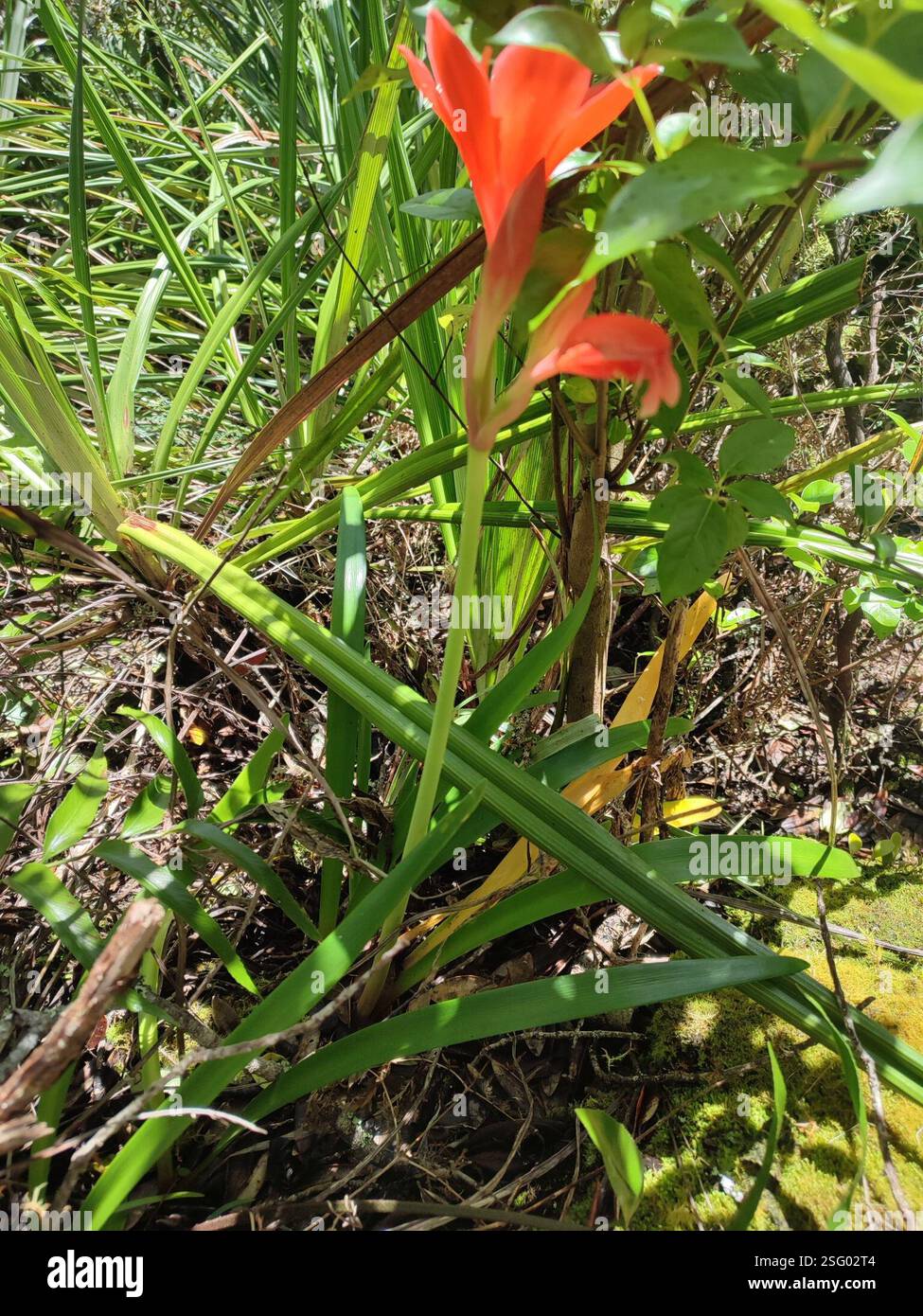 Scarborough lily (Cyrtanthus elatus), Plantae, Constellation Drive ...