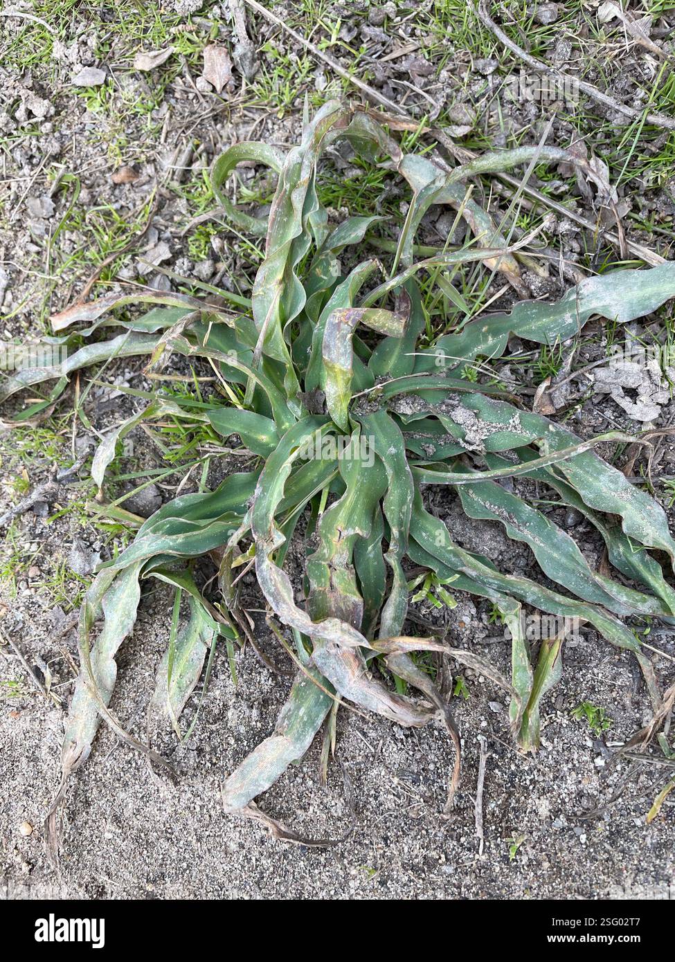 wavy-leafed soap plant (Chlorogalum pomeridianum), Plantae, Santa Cruz ...
