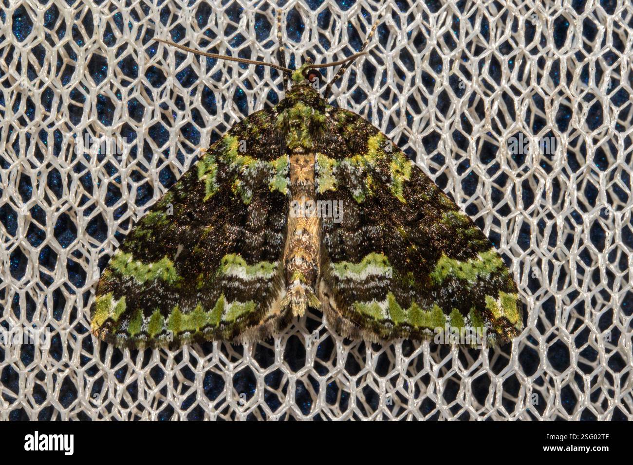 Green Coprosma Carpet (Austrocidaria callichlora), Insecta, Southland ...