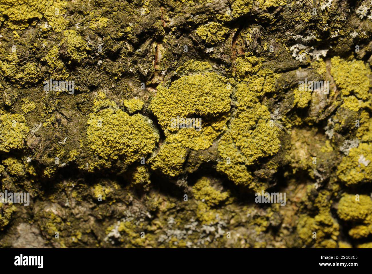 Candleflame Lichen (Candelaria concolor), Fungi, Otterspool Promenade ...