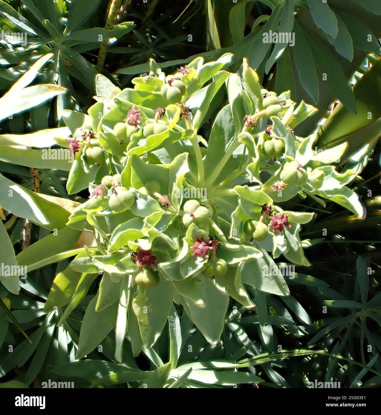 Shore Spurge (Euphorbia glauca), Plantae, Chatham Islands, Rekohu ...