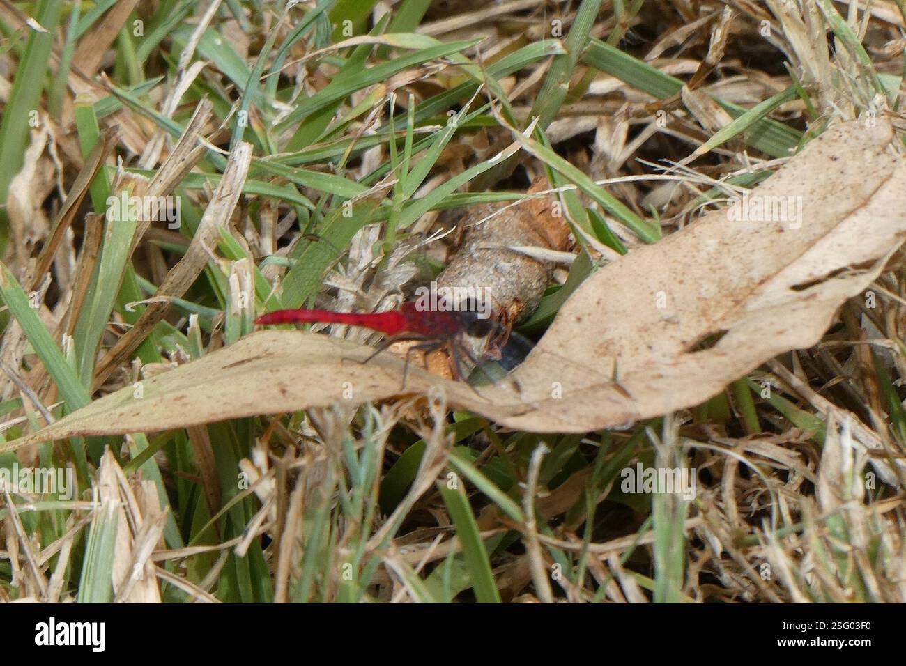 Pygmy Percher (Nannodiplax rubra), Insecta, Upper Kedron QLD 4055 ...