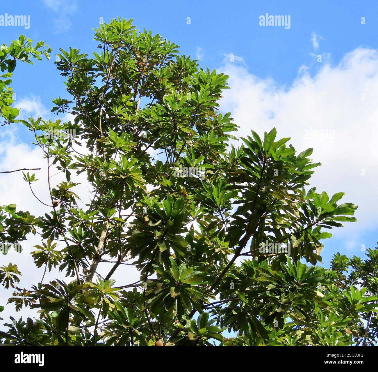 Mamey sapote (Pouteria sapota), Plantae, Pinar del Río, CU, Mamey ...