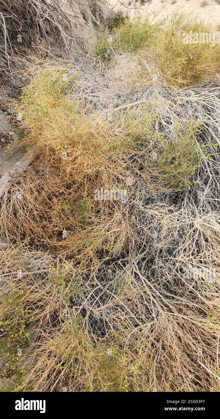Cheesebush (Ambrosia salsola), Plantae, Indio, CA 92203, USA Stock ...