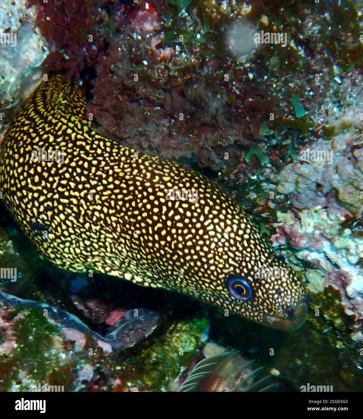 Goldentail Moray (Gymnothorax miliaris), Actinopterygii, São Vicente ...