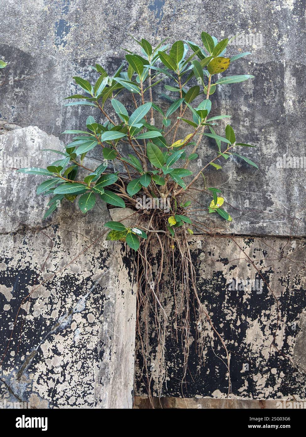 Florida Strangler Fig (Ficus aurea), Plantae, Hillsborough County, FL ...