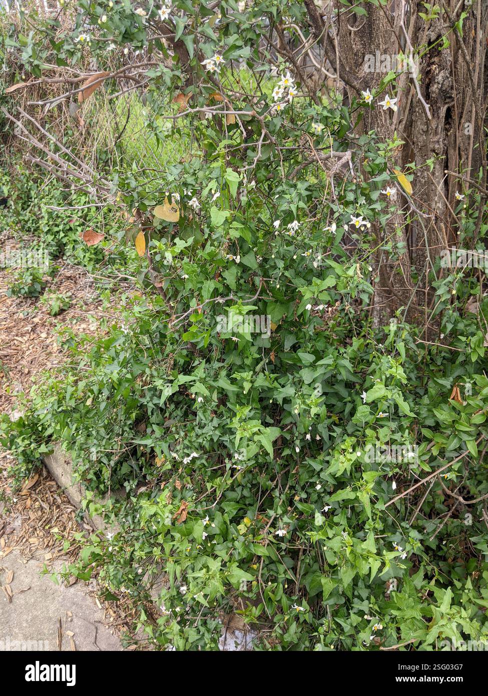 Texas nightshade (Solanum triquetrum), Plantae, East Austin, Austin, TX ...