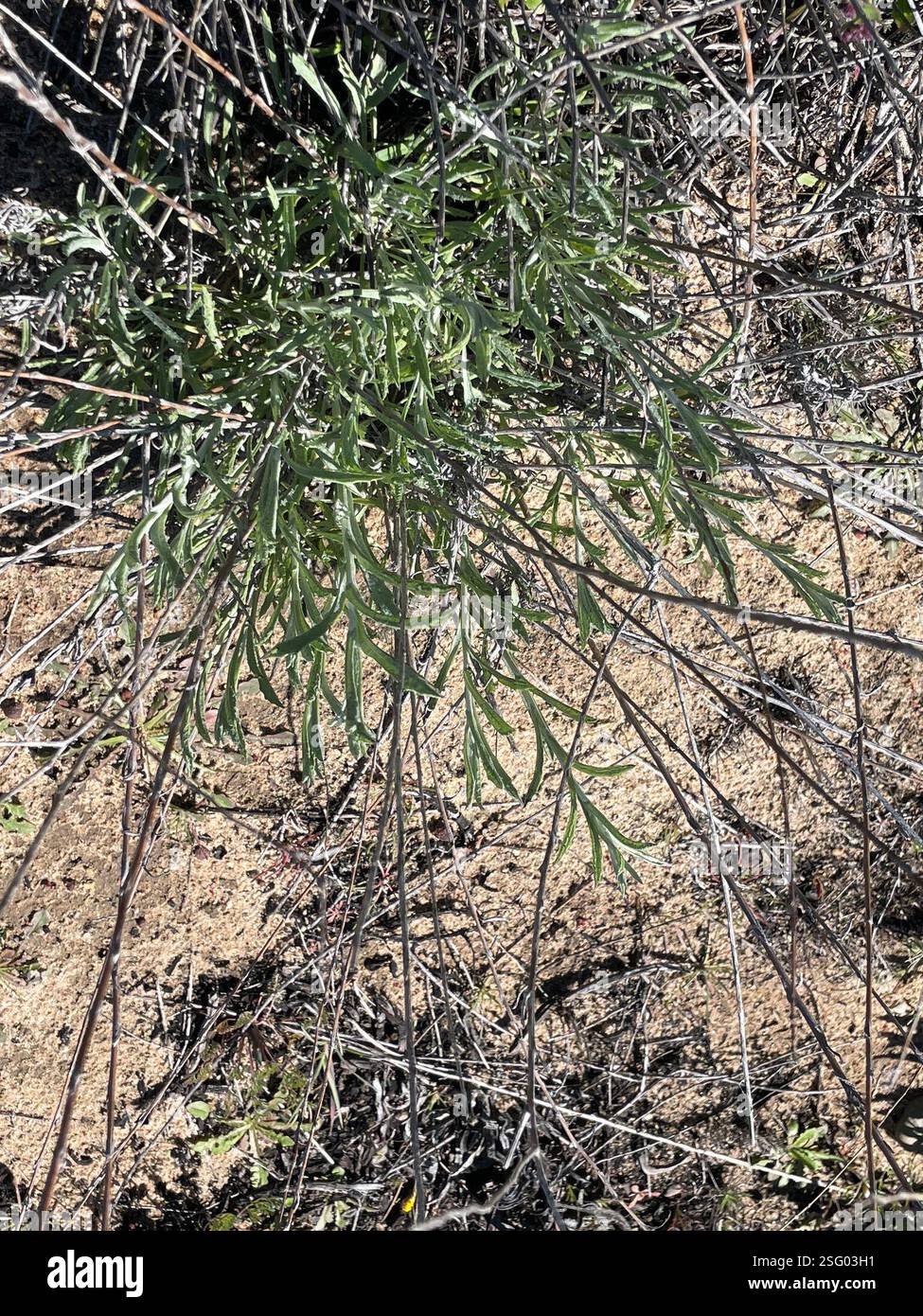 California Aster (Corethrogyne filaginifolia), Plantae, Torrey Pines ...