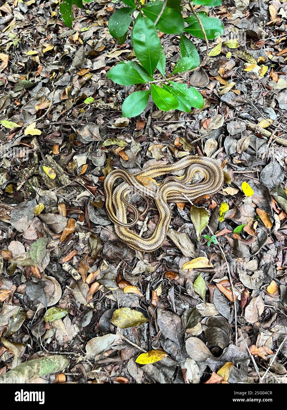 Eastern Ratsnake (Pantherophis alleghaniensis), Reptilia, Dagny Johnson ...