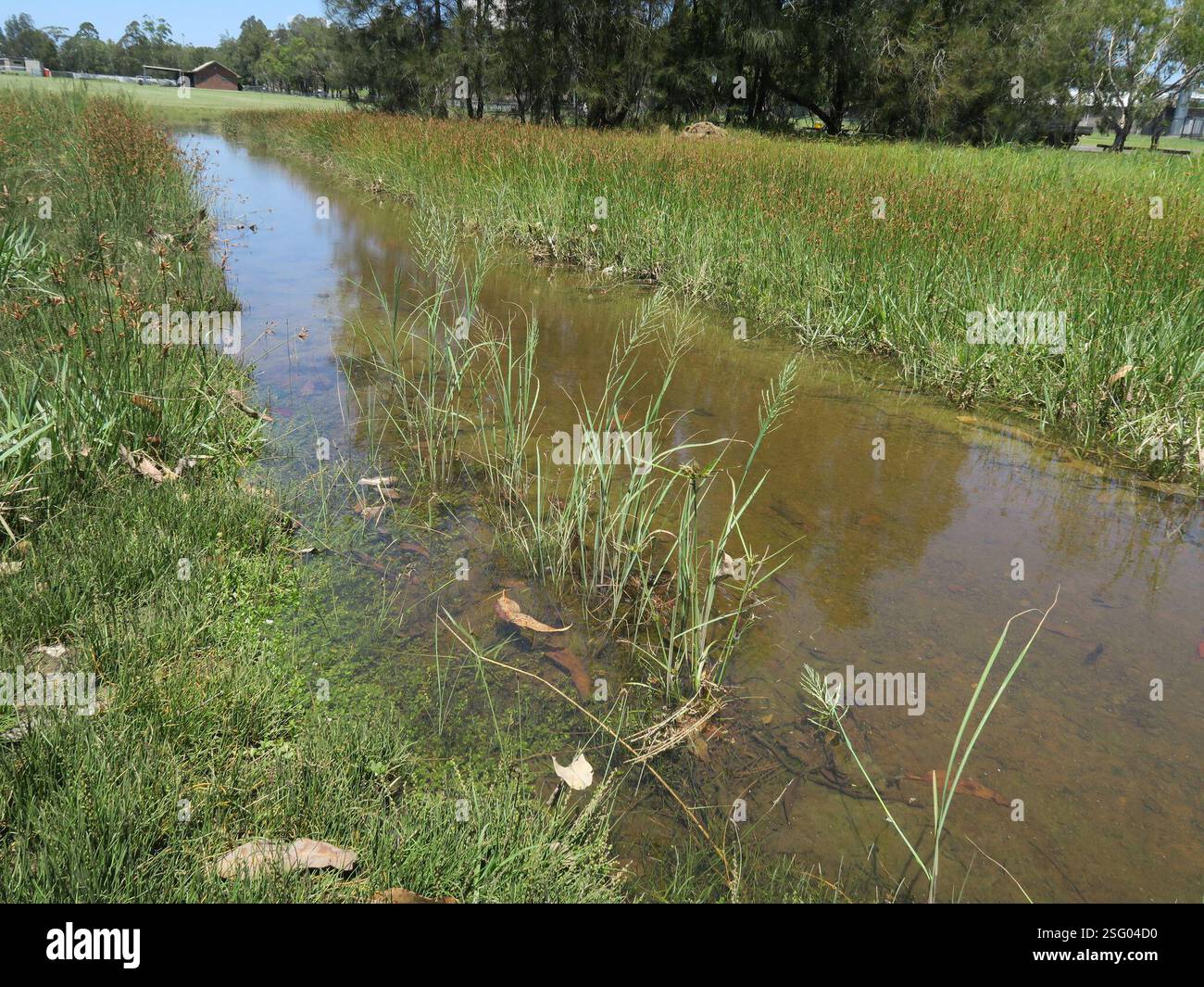 mexican sprangletop (Diplachne fusca uninervia), Plantae, Boambee, nsw ...