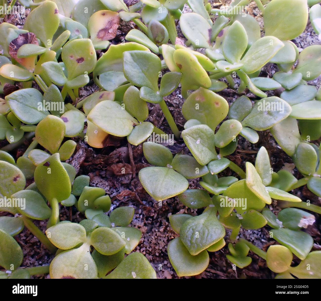 Sand buttercup (Ranunculus acaulis), Plantae, Chatham Islands, Rekohu ...