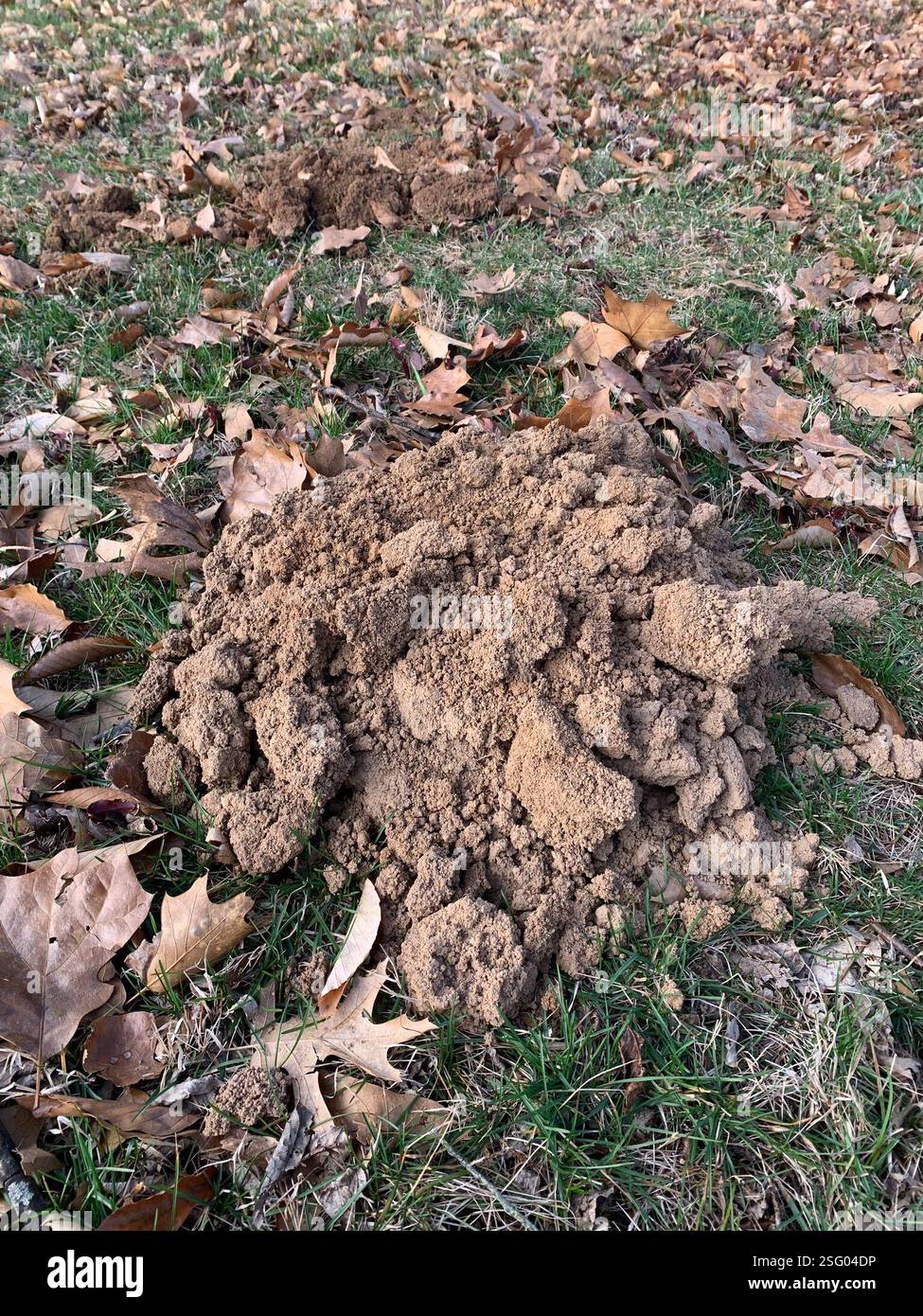 Moles and Desmans (Talpidae), Mammalia, The Arboretum State Botanical ...
