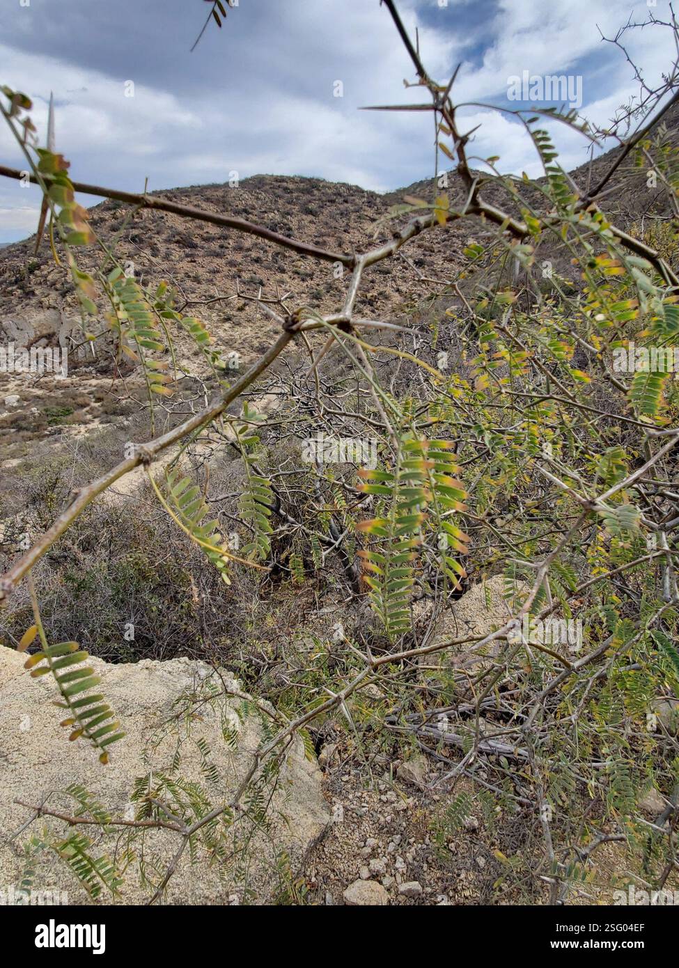 mesquites (Neltuma), Plantae, Mt. Solmar Stock Photo - Alamy