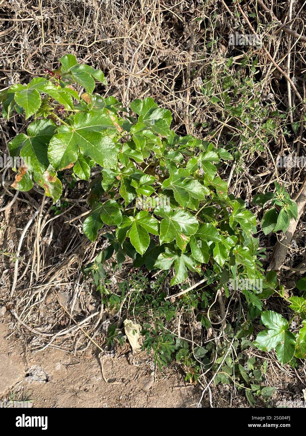 Bellyache Bush (Jatropha gossypiifolia), Plantae, Santo Antão, Cape ...
