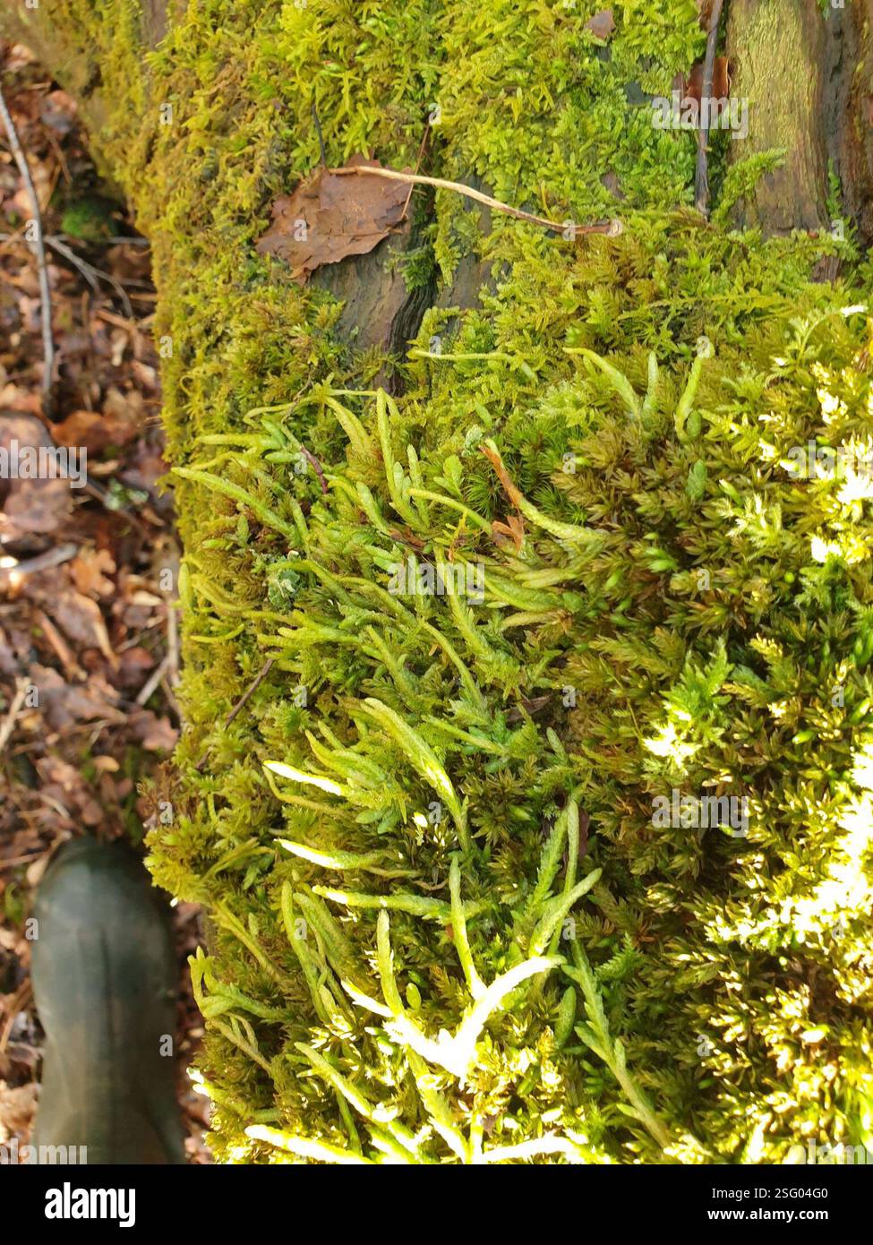 Waved Silk-moss (Plagiothecium undulatum), Plantae, Tynron, Thornhill ...