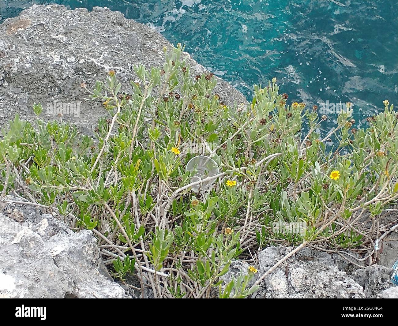 Tree Seaside Tansy (Borrichia arborescens), Plantae, Jamaica Stock ...