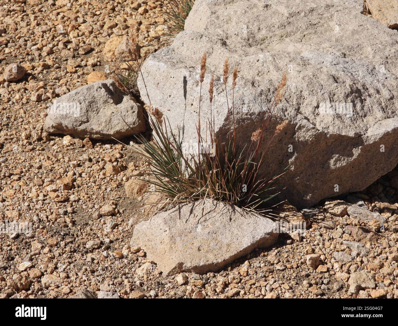(Poeae), Plantae, Cerro Catedral, San Carlos de Bariloche, Río Negro ...