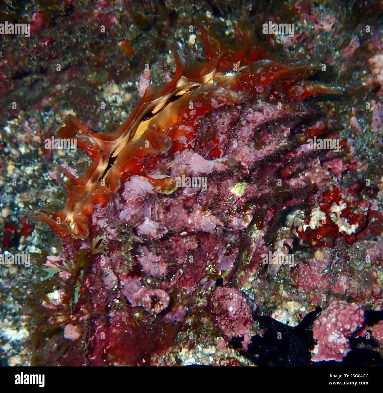 Spiny Fan Mussel (Pinna rudis), Mollusca, Baía Entre Picos, Cape Verde ...