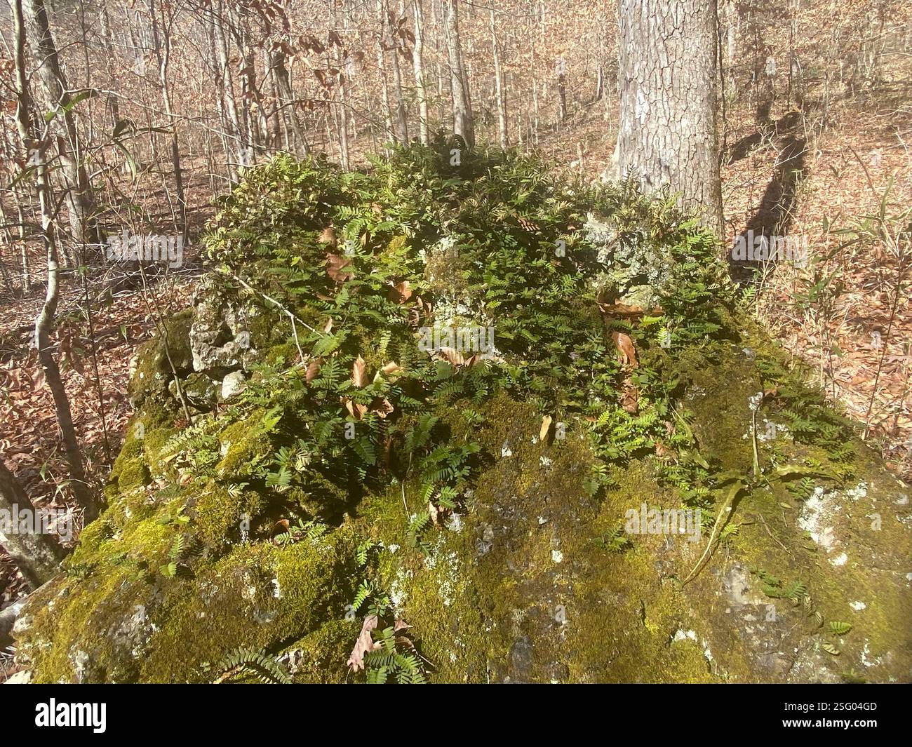 resurrection fern (Pleopeltis michauxiana), Plantae, Buffalo National ...