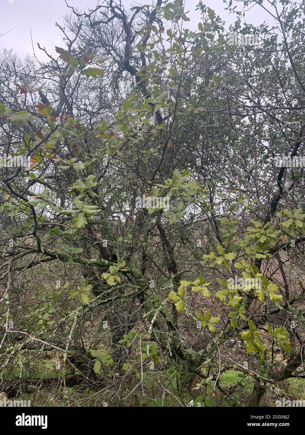 Oracle Oak (Quercus × morehus), Plantae, Beale Afb, CA, US, Oracle oak ...