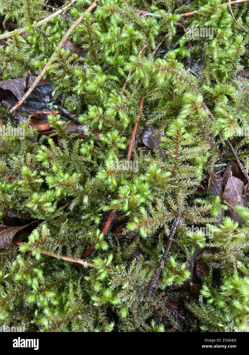 rough goose neck moss (Hylocomiadelphus triquetrus), Plantae, Avery ...