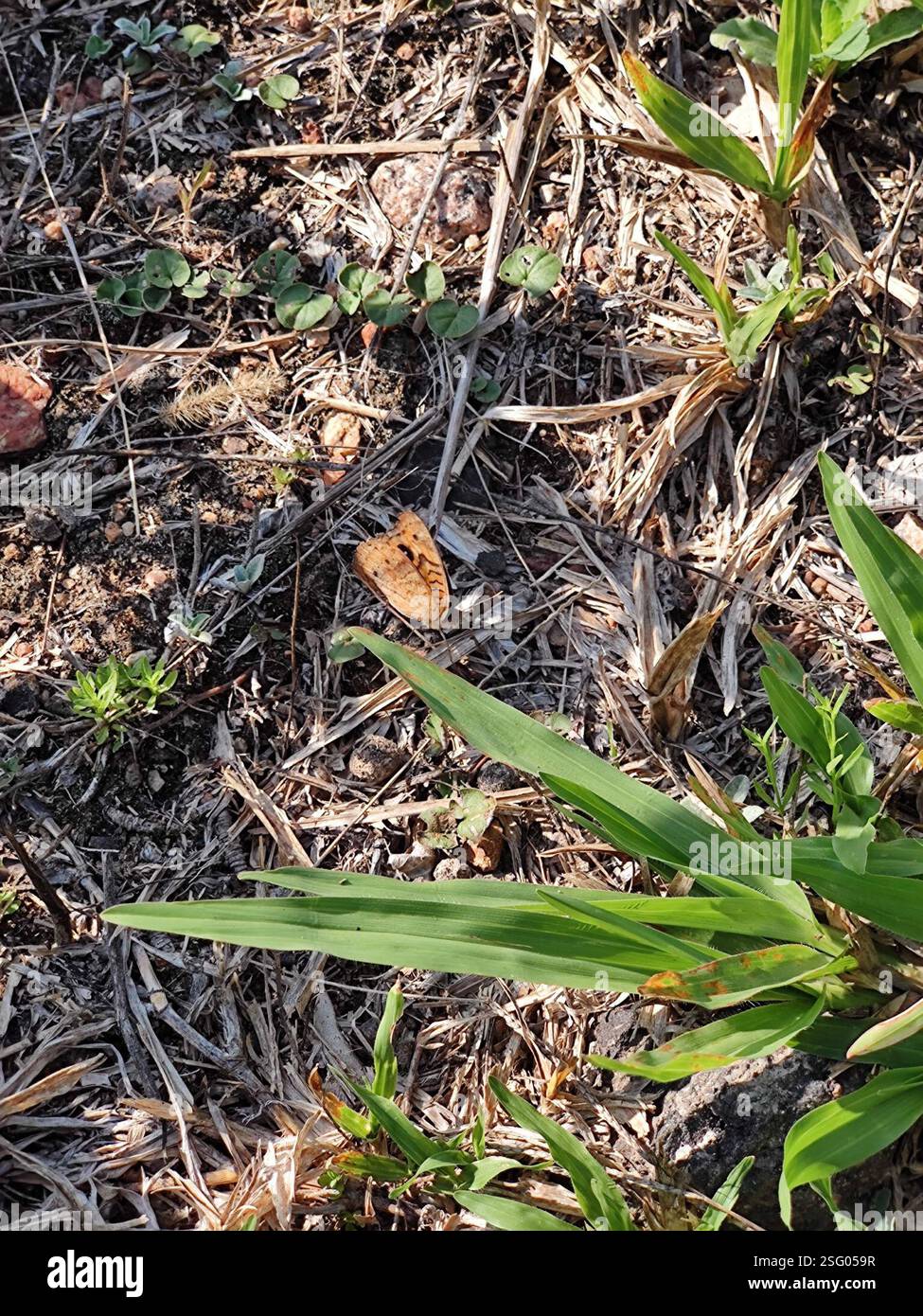 South American Tropical Buckeye (Junonia evarete), Insecta, Ufrgs ...