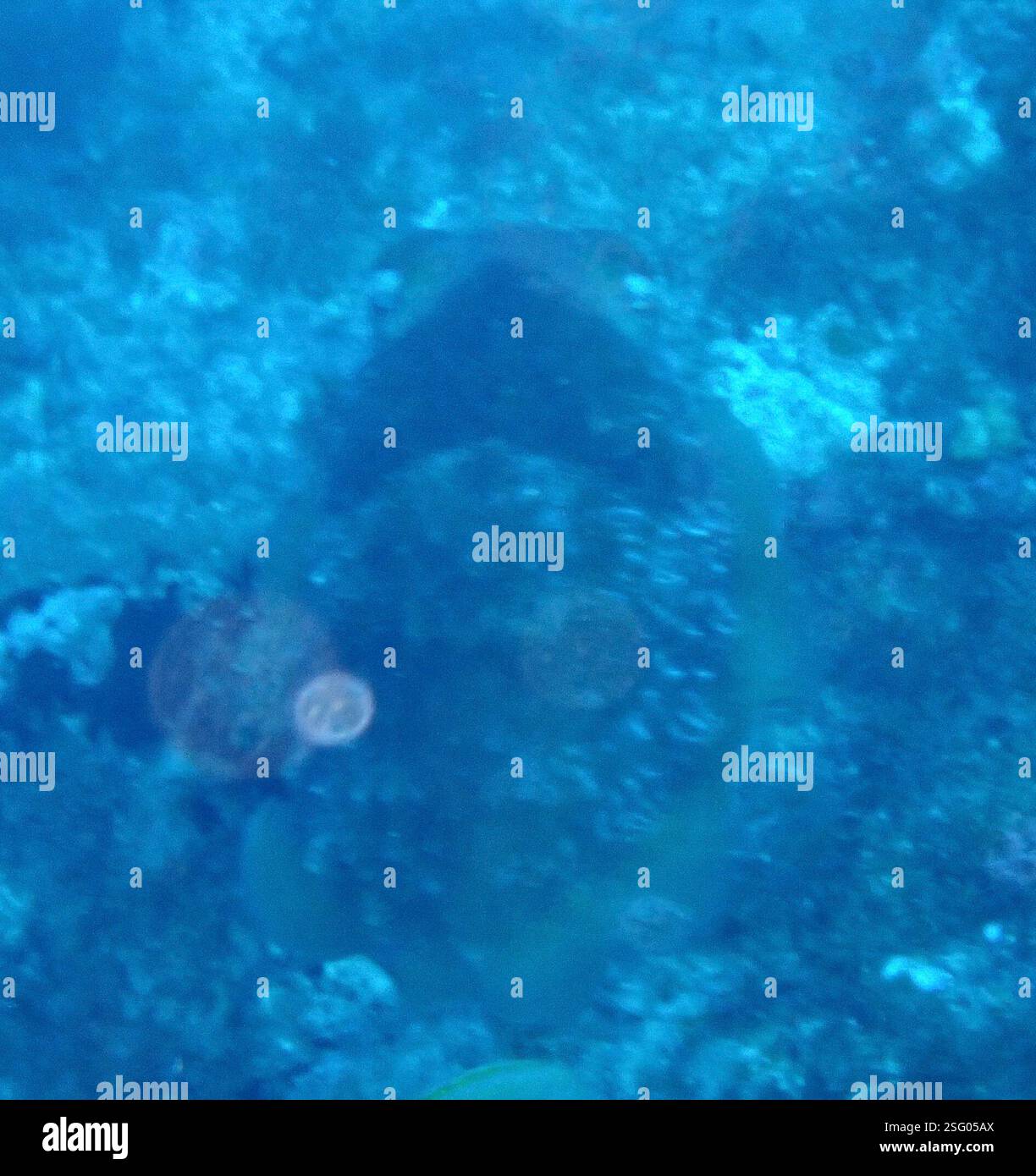 Giant African Cuttlefish (Sepia hierredda), Mollusca, São Vicente, Cape ...