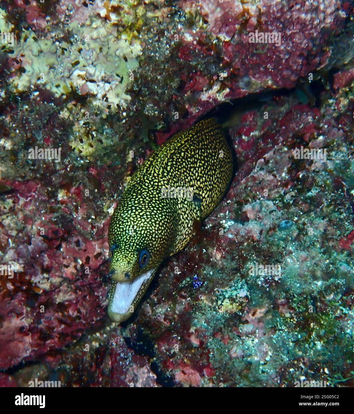 Goldentail Moray (Gymnothorax miliaris), Actinopterygii, Baía Entre ...